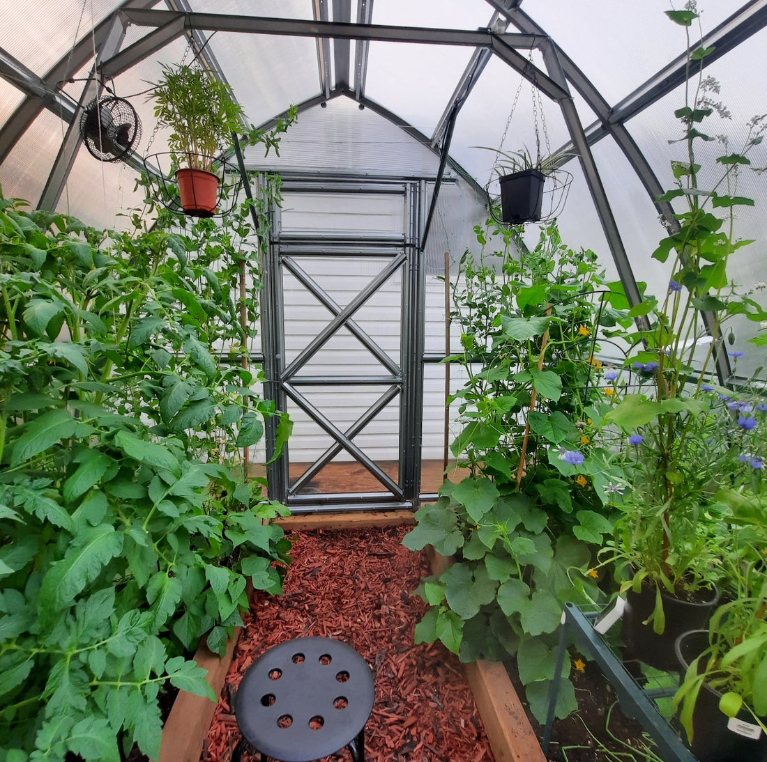 Sungrow Compact Greenhouse Kits - DIY Backyard Greenhouse Kit for Sale